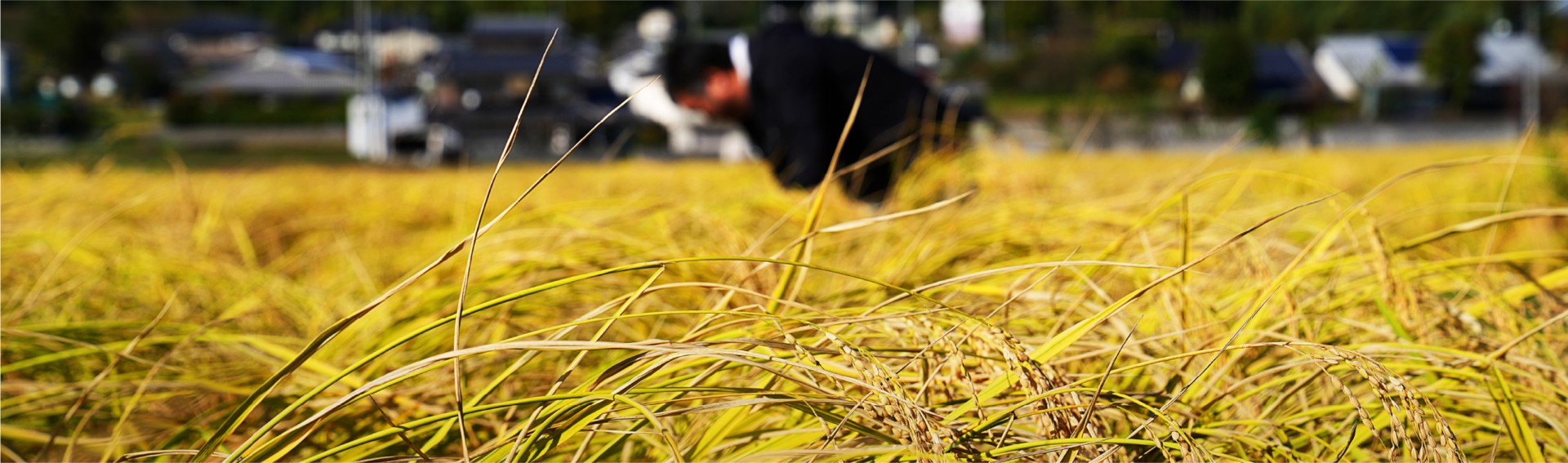 お知らせ – 時光農園 公式ホームページ